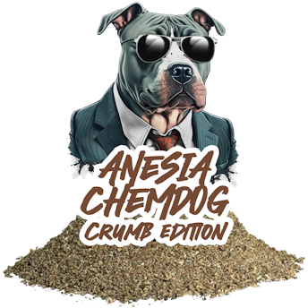 Anesia Chemdog ( Crumb ) สายพันธุ์กัญชา - การจัดส่งวัชพืช - ogth