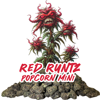 Red Runtz ( Popcorn Mini ) 대마초 변형 - 잡초 전달 - ogth